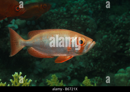 Close up of Goggle eye / Bigeye fish (Priacanthus hamrur) Red Sea ...