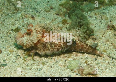 Spiny Devilfish Inimicus filamentosus Marsa Alam Red Sea Egypt Stock ...