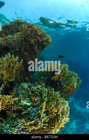 Skin diving over Fire Corals Millepora dichotoma Marsa Alam Red Sea ...