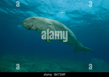 Dugon swimming Dugong dugon Abu Dabab Marsa Alam Red Sea Egypt Stock ...