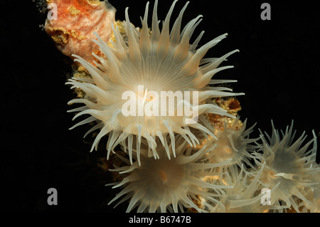 Zoanthids Parazoanthus Alor Lesser Sunda Islands Indo Pacific Indonesia ...