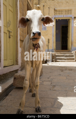 big eared cow Stock Photo - Alamy
