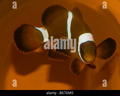 three-band anemonefish, maroon clownfish (Amphiprion tricinctus Stock ...