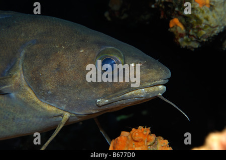 Larger Forkbeard Phycis phycis Susac Island Adriatic Sea Croatia Stock ...