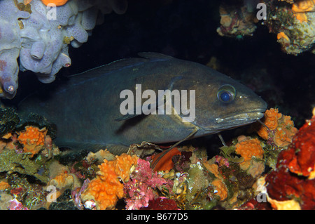 Larger Forkbeard Phycis phycis Susac Island Adriatic Sea Croatia Stock ...