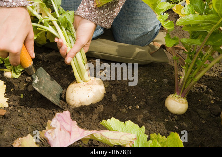 Cropped woman digging the soil using fork and mattock. Close-up view of ...
