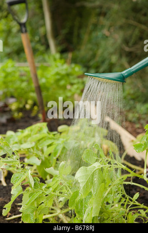 Plants being watered Stock Photo - Alamy