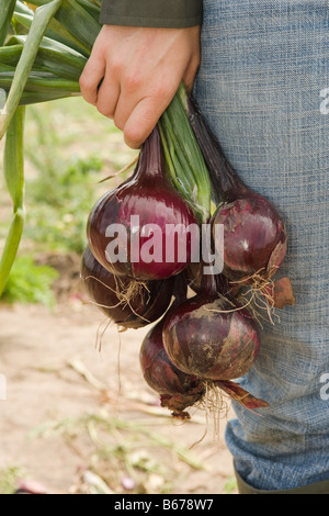 Woman hand holding white onions outdoors close up Stock Photo - Alamy