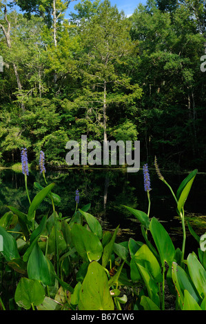 Horn spring North Florida Stock Photo - Alamy