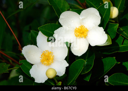 Loblolly Bay Gordonia lasianthus flower and leaves leaf tree tea family ...