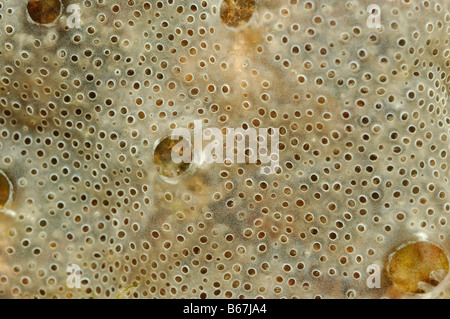 Osculum of Sponge Porifera Brusnik Island Adriatic Sea Croatia Stock ...