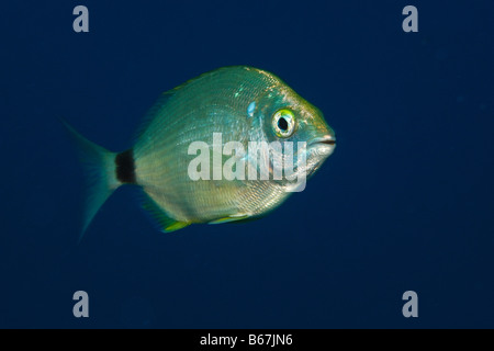 Annular Seabream Diplodus annularis Vis Island Adriatic Sea Croatia ...