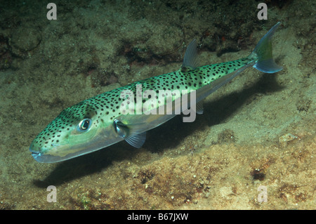 Mediterranean Puffer Fish Sphoeroides Kas Mittelmeer Turkey Stock Photo ...