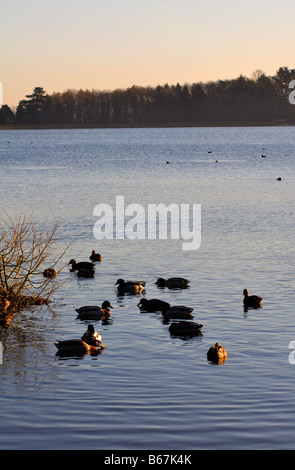 Ravensthorpe Reservoir in winter Northamptonshire England UK Stock ...