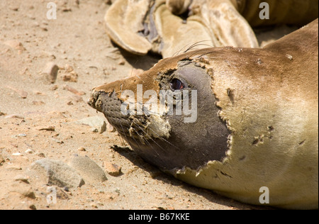 Elephant seal cow head molting closeup Stock Photo - Alamy