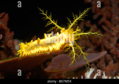 Yellow sea cucumber (Colochirus robustus, yellow) on a sponge (orange ...