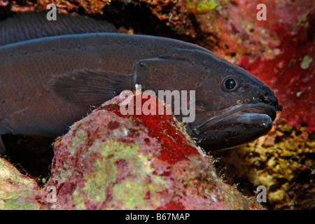 Brotula Fish Grammonus ater Susac Island Adriatic Sea Croatia Stock ...