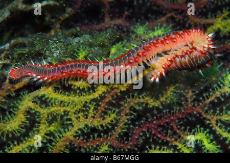 Fire Worm Hermodice carunculata Susac Island Adriatic Sea Croatia Stock ...