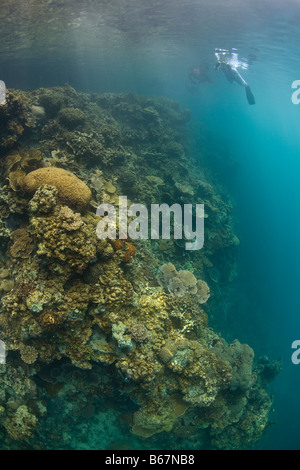 Skin Diver at Shallow Reef, Micronesia, Palau Stock Photo - Alamy