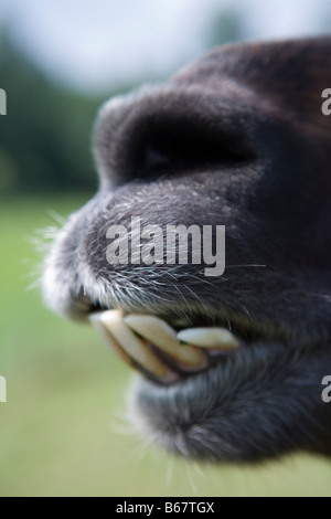 Llama with crooked teeth Stock Photo - Alamy