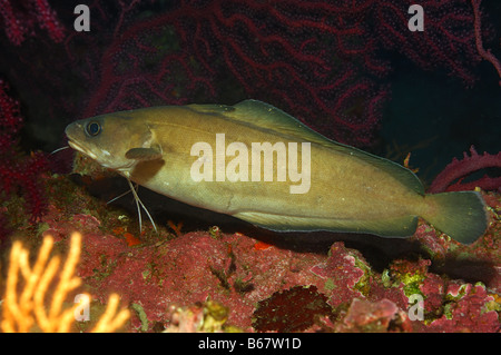 Larger Forkbeard Phycis phycis Vis Island Mediterranean Sea Croatia ...