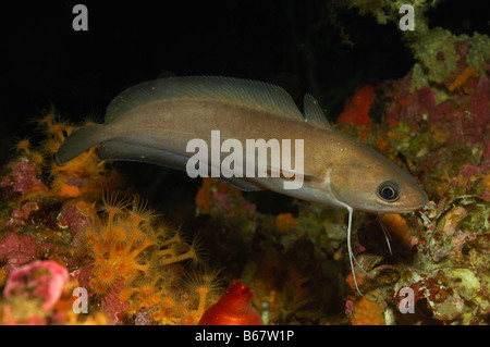 Larger Forkbeard Phycis phycis Vis Island Mediterranean Sea Croatia ...