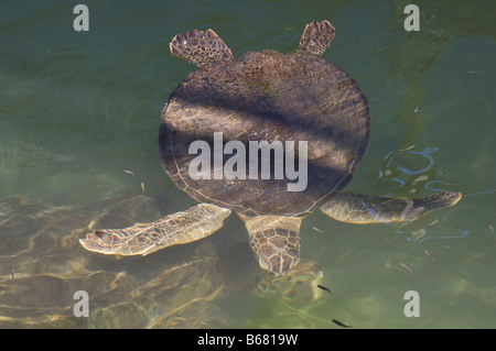 Florida Keys Marathon The Turtle Hospital endangered threatened marine ...