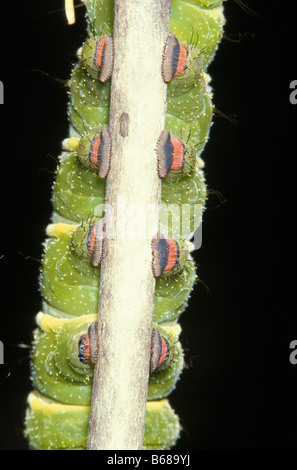 papillon comete Comet Silk Moth Madagascar Moon Moth Argema mittrei ...