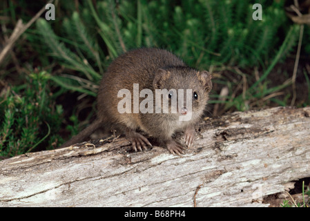 Swamp Antechinus Antechinus minimus Photographed in Tasmania Australia ...