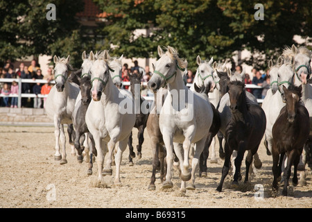 World famous lipizzaner horses at the Lipica Stud farm Slovenia Stock Photo - Alamy