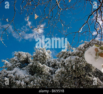 Early snow fall in Idyllwild California San Jacinto Mountain range ...