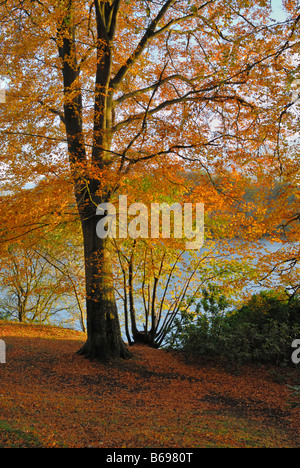 Temperate, deciduous, broadleaf beech (Fagus sylvatica) forest with ...