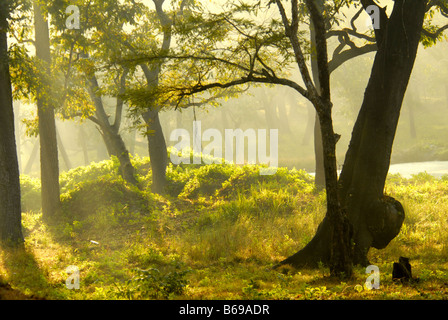 THOLPETTY WILDLIFE SANCTUARY IN WAYANAD KERALA Stock Photo - Alamy