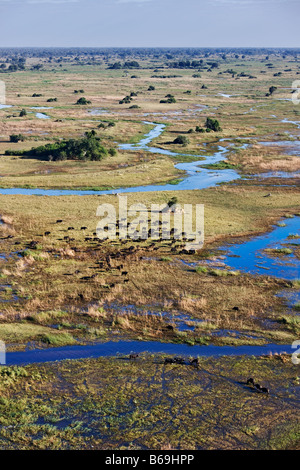 Buffalo in the Okavango delta Botswana Stock Photo - Alamy