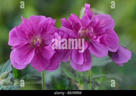 Geranium himalayense, Birch Double Stock Photo - Alamy
