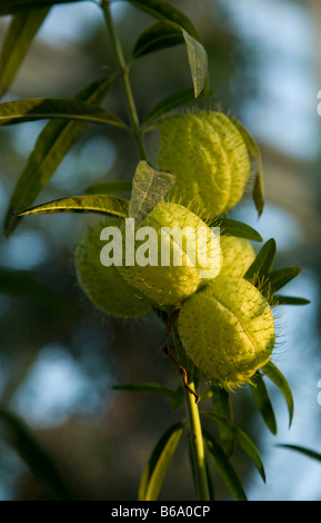 balloonplant (Gomphocarpus physocarpus Stock Photo - Alamy