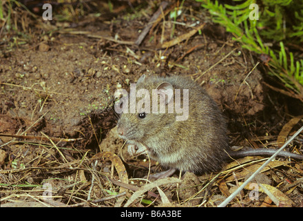 Swamp Rat Rattus lutreolus Photographed in Tasmania Australia Stock ...