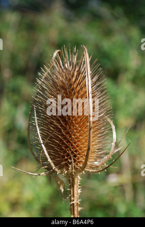 teasle seed head comb Stock Photo - Alamy
