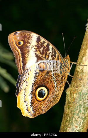 lepidoptera, Butterfly, Caligo sp, Central America, Costa Rica Stock ...