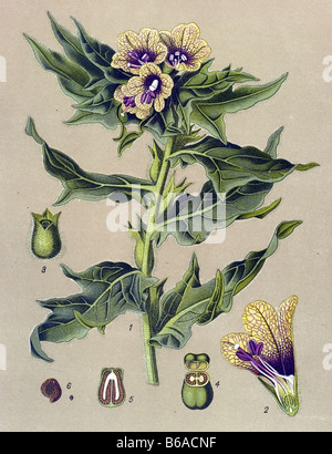Vintage illustration of Hyoscyamus or henbane,toxic plant used in ...