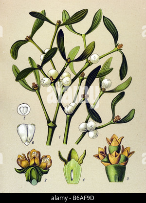 Mistletoe (Viscum album) botanical drawing over white background ...