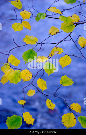 Witch-hazel tree autumn leaves, colouring plant leaves Stock Photo - Alamy