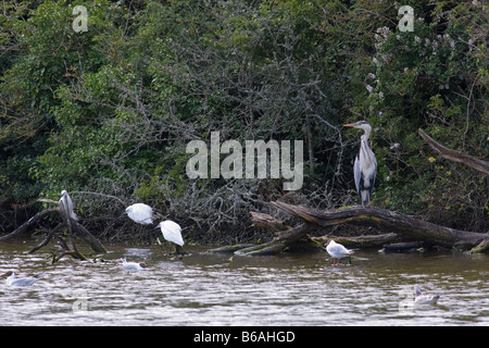 Little Egrets (Egretta garzetta) roosting with Grey Heron (Ardea ...