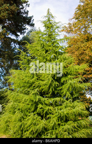 Deodar cedar foliage (Cedrus deodara 'Golden Horizon' Stock Photo - Alamy
