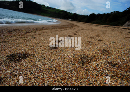 pebble beaches in Devon, England Stock Photo - Alamy