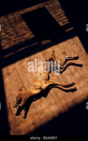 Fox carcass, outback Australia Stock Photo - Alamy