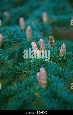 Cyprus cedar (Cedrus brevifolia), cones Stock Photo - Alamy