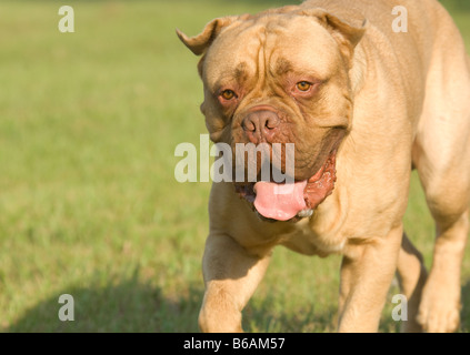 English Mastif dog Stock Photo - Alamy