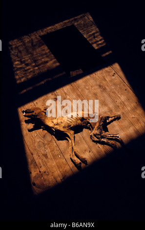 Fox carcass, outback Australia Stock Photo - Alamy