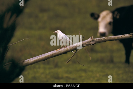 the albino magpie is all white Stock Photo - Alamy